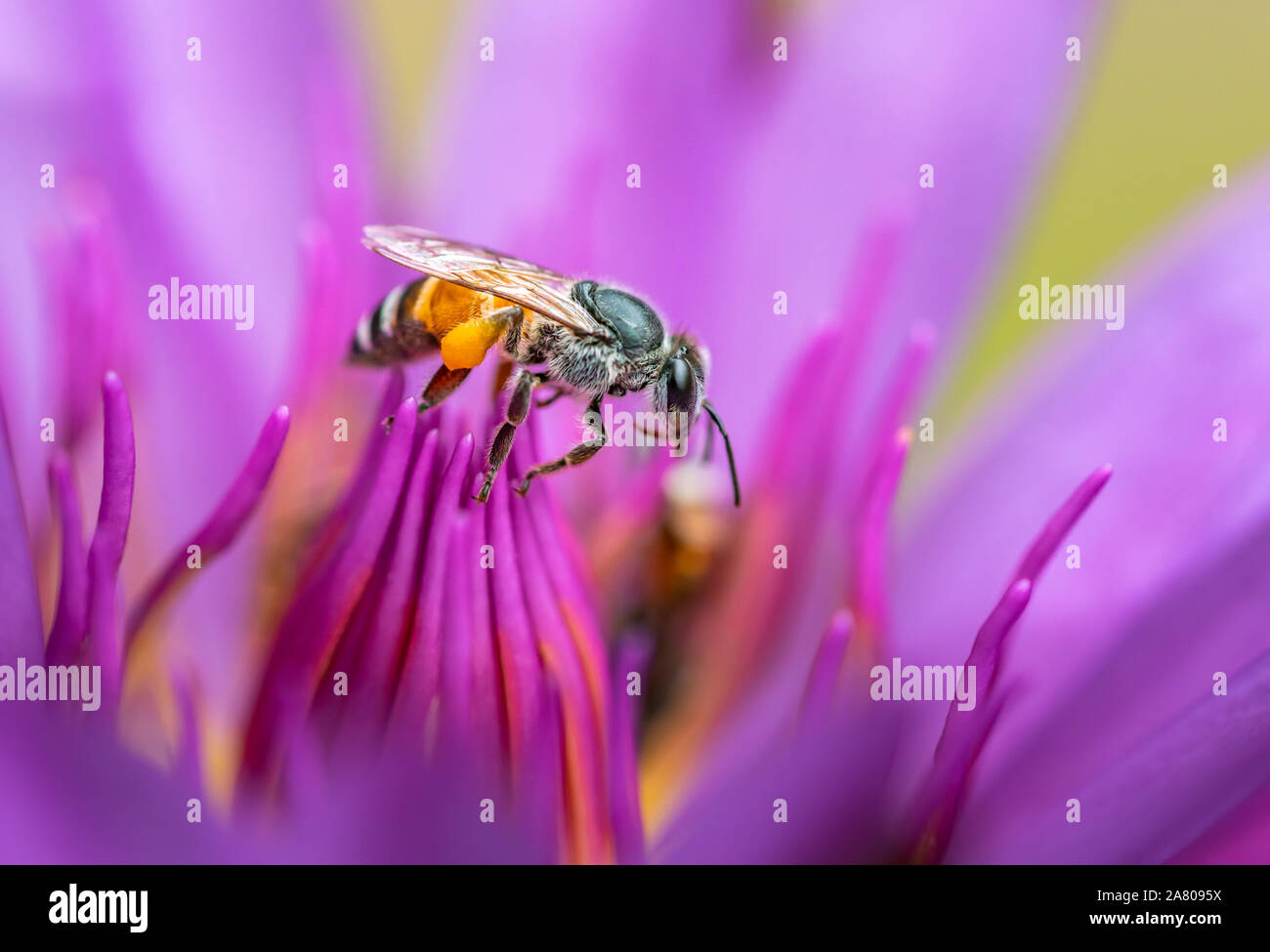 Macro one bee on lotus flower, vivild beautiful color Stock Photo - Alamy