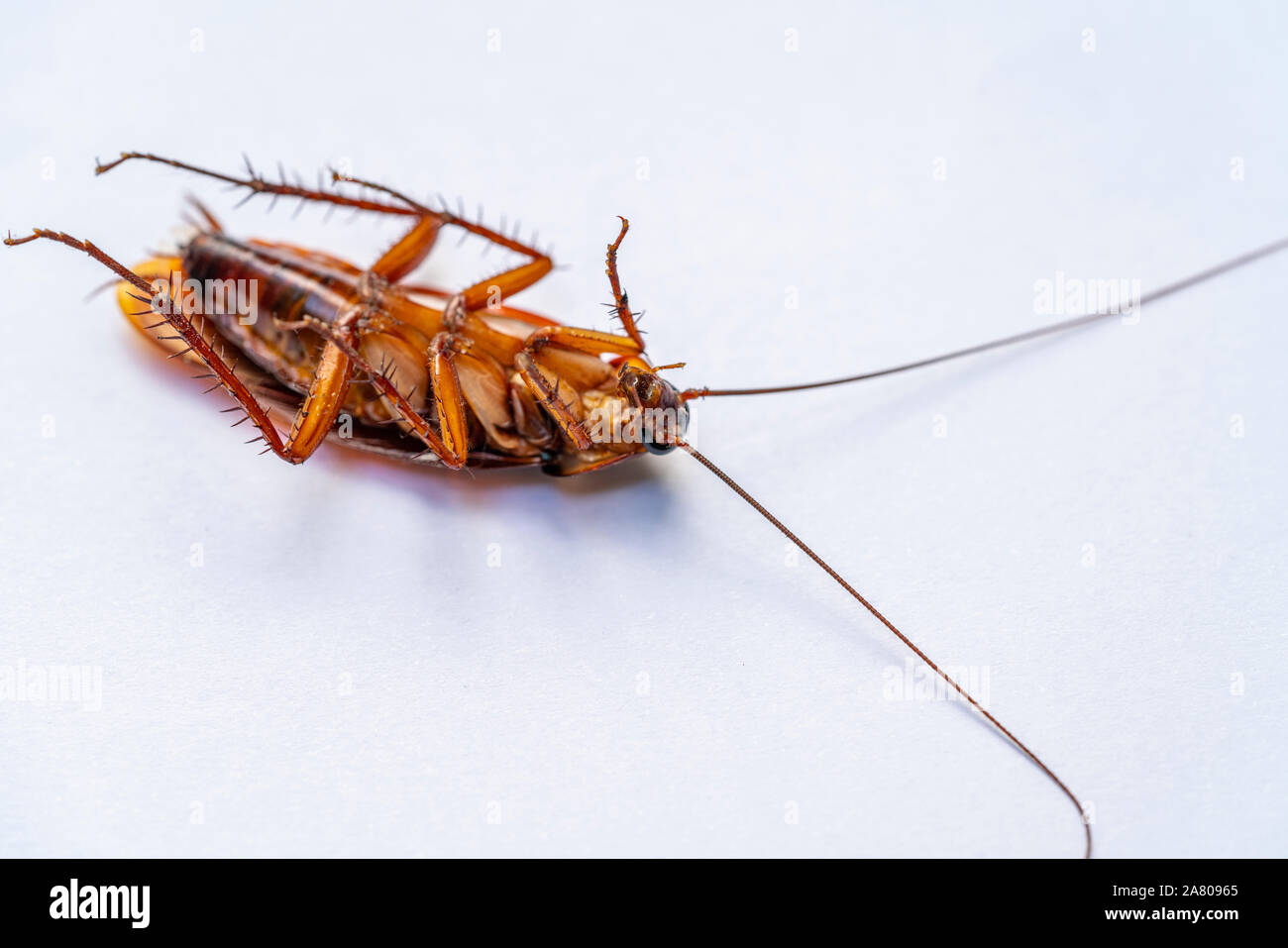 Close up dead cockroach on white background Stock Photo - Alamy