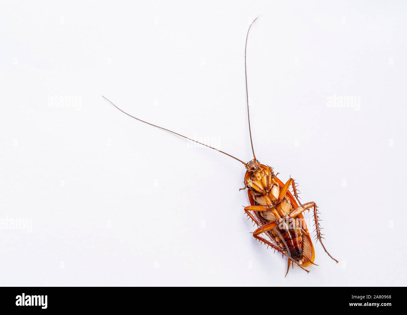 Dead cockroach on white background, details on body Stock Photo - Alamy
