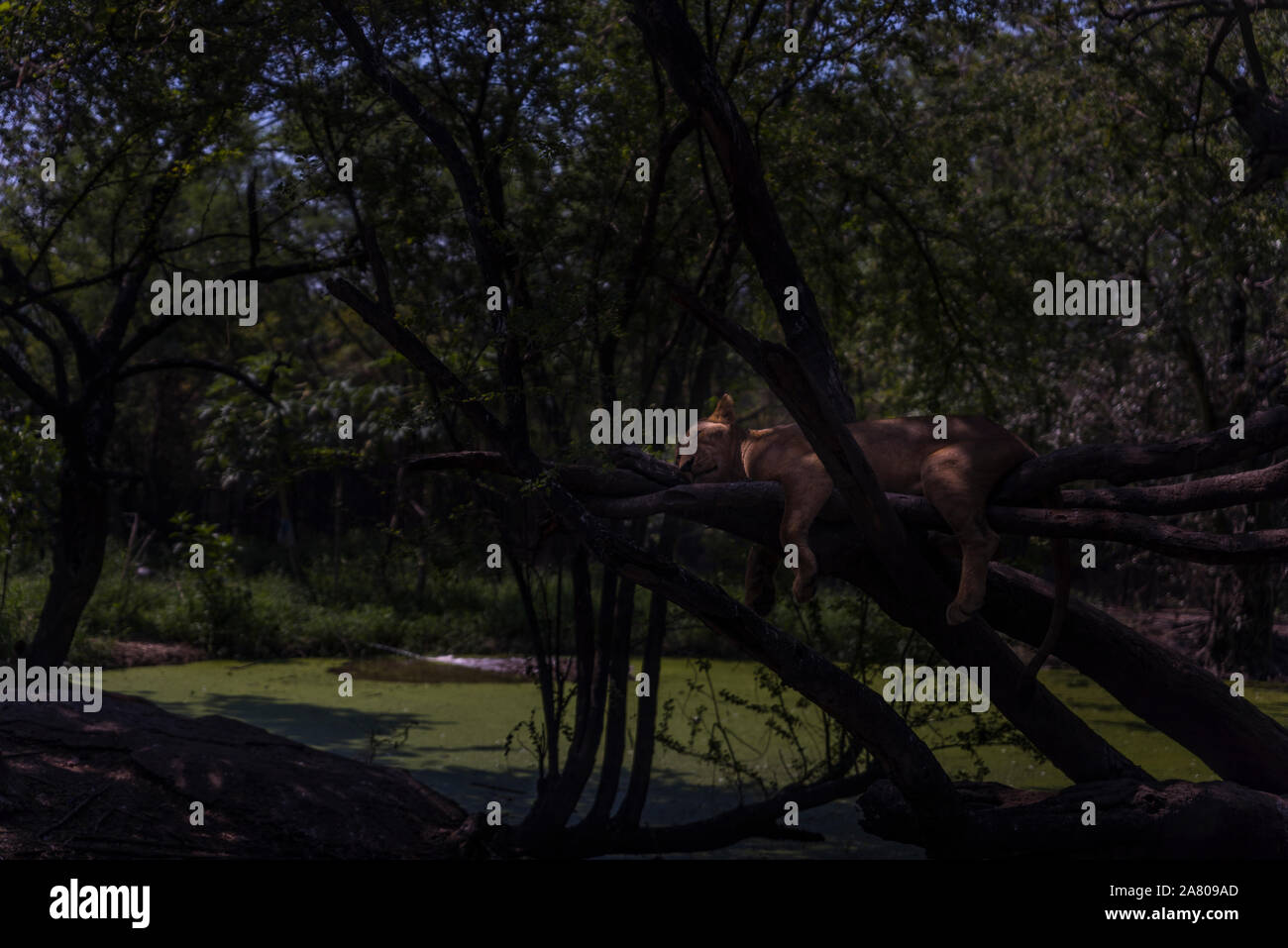 Lion resting under tree hi-res stock photography and images - Alamy