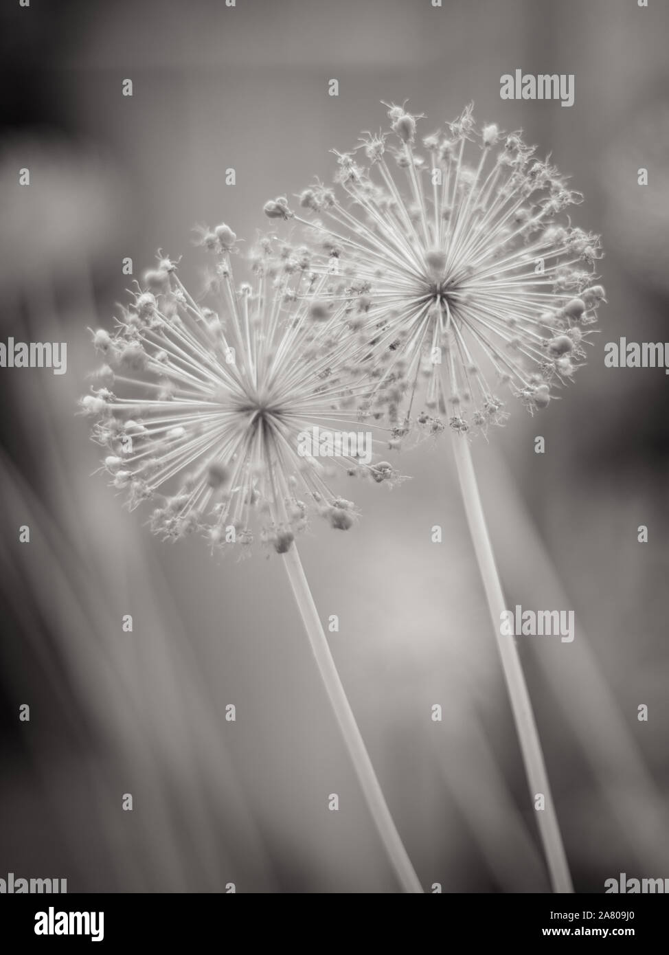 White grey seed heads hi-res stock photography and images - Alamy