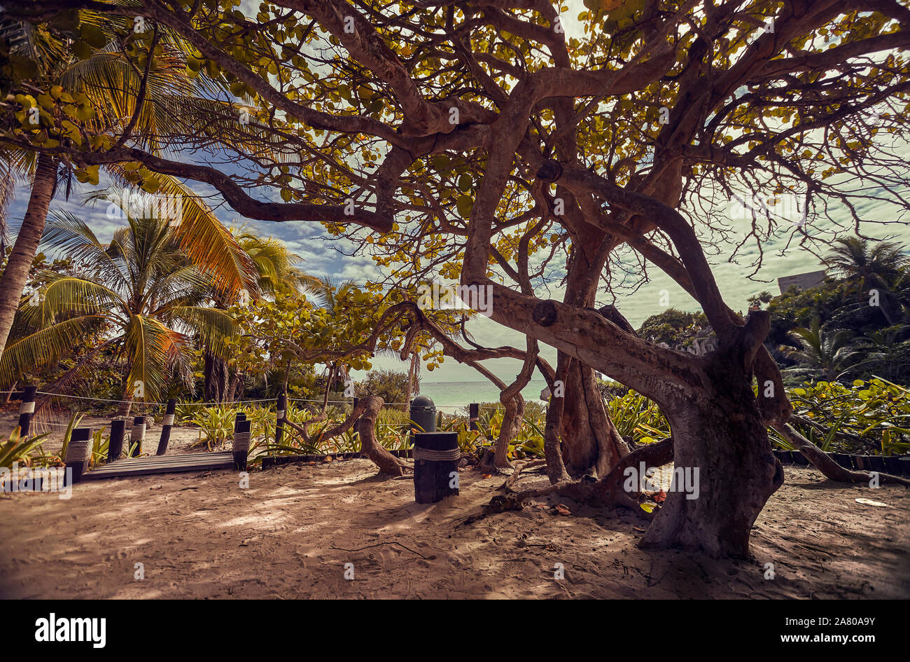 The tree of dreams Stock Photo - Alamy