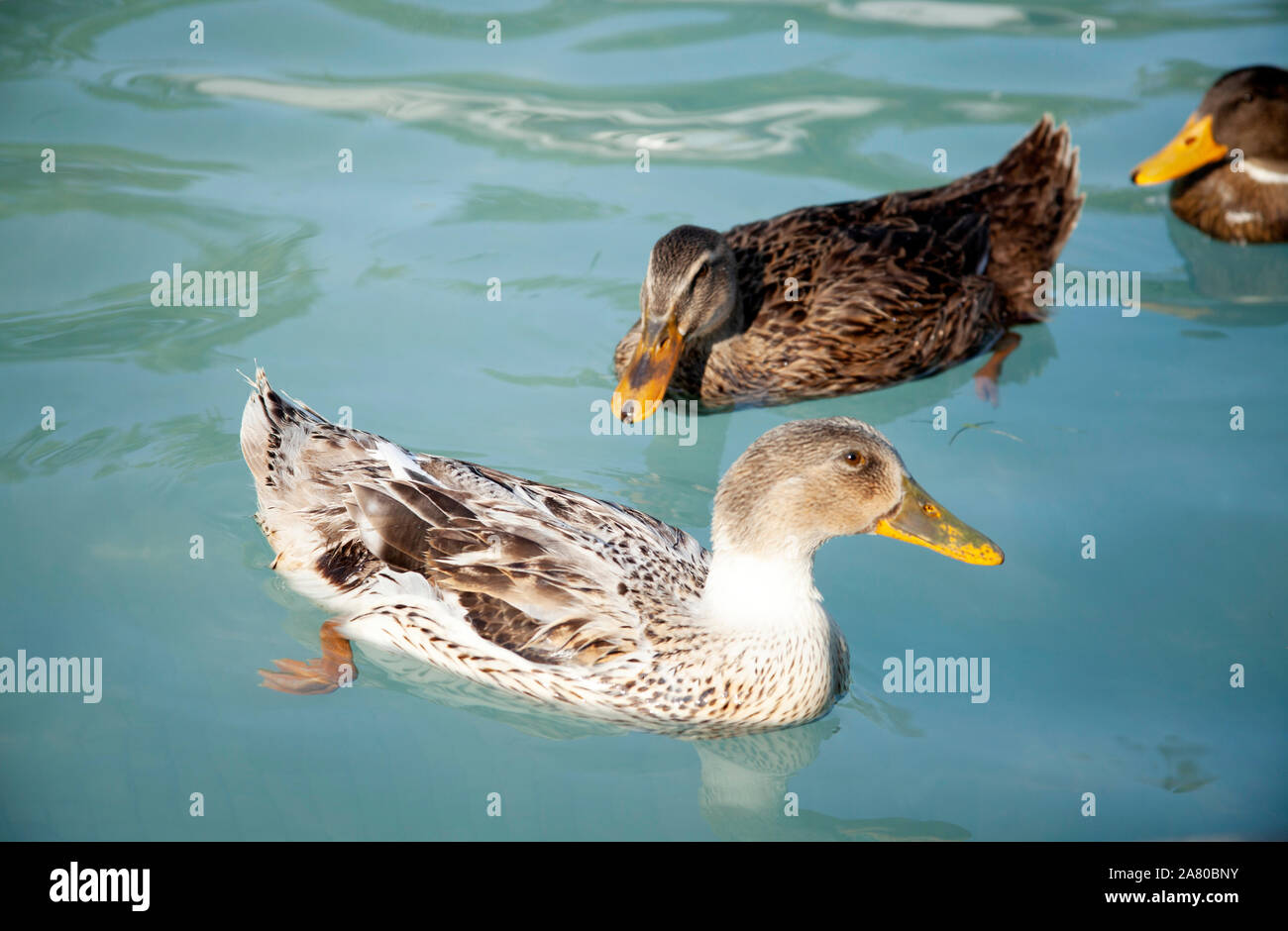 ducks swims in the pool Stock Photo - Alamy