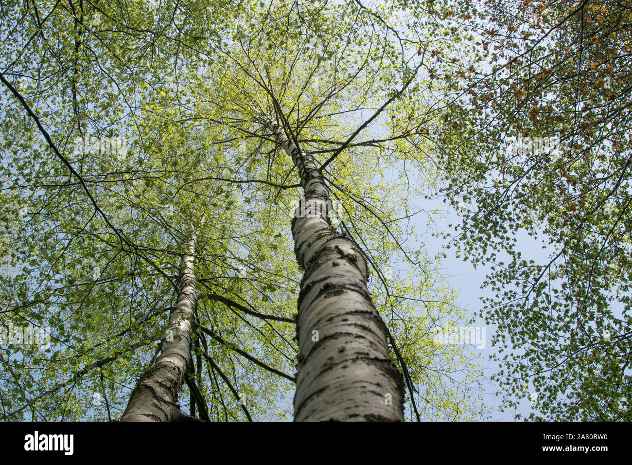 Birch trees from below. Low perspective Stock Photo - Alamy