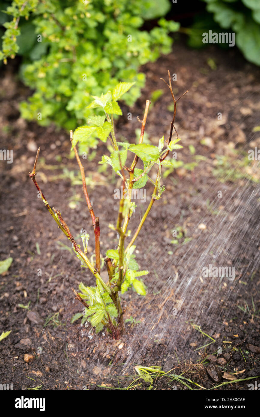 Pouring a Blackberry bush with water, garden care and planting organic ...
