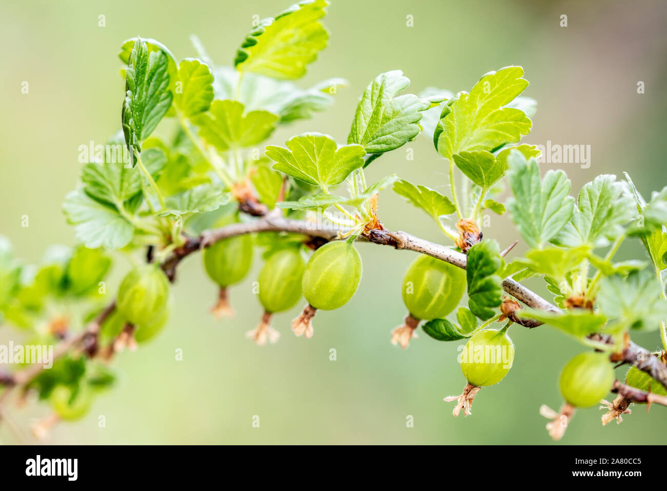 Ribes uva-crispa branch with young an green gooseberries, growth and ...