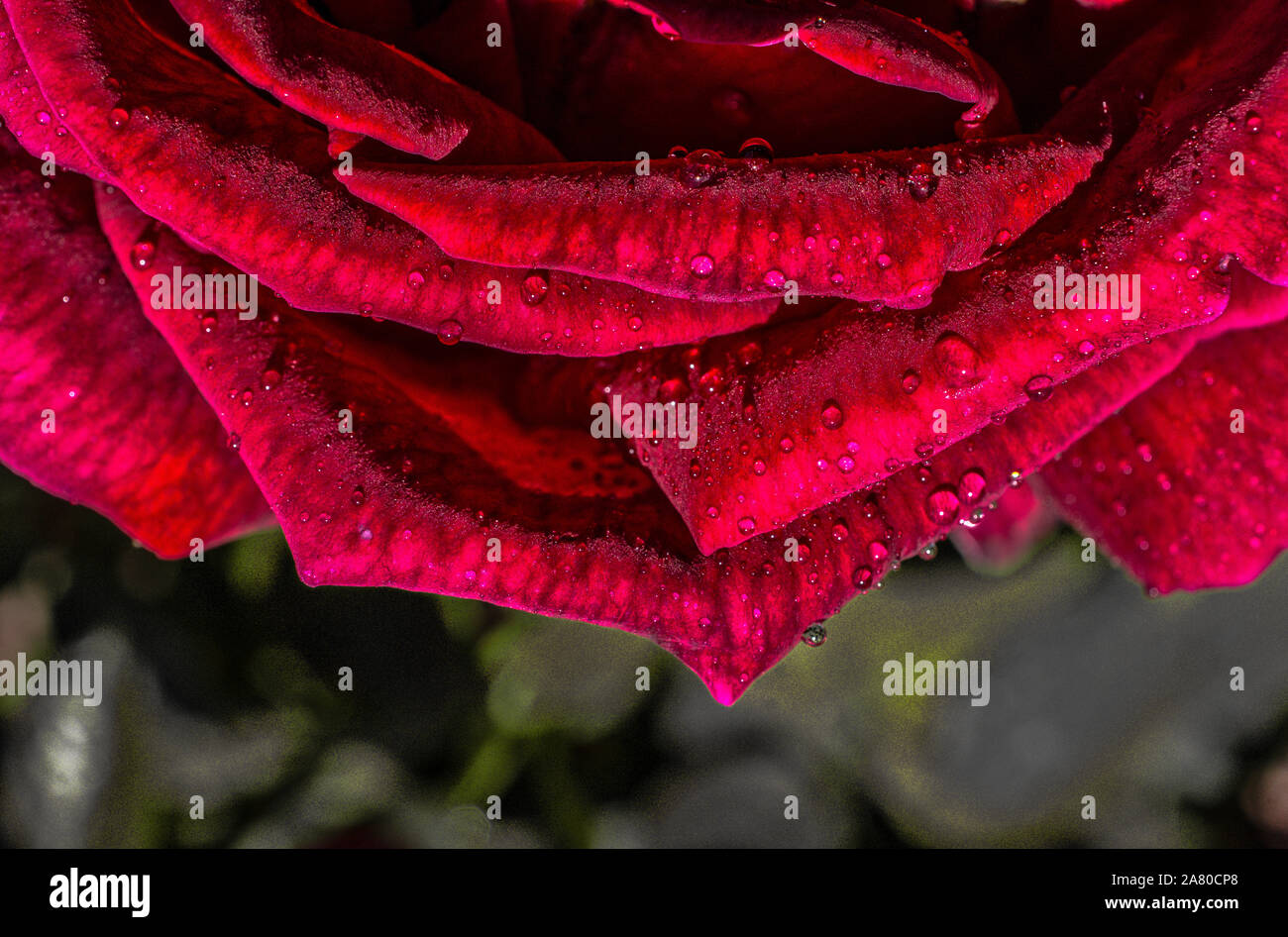 Colorful fresh rose in the close up view Stock Photo - Alamy