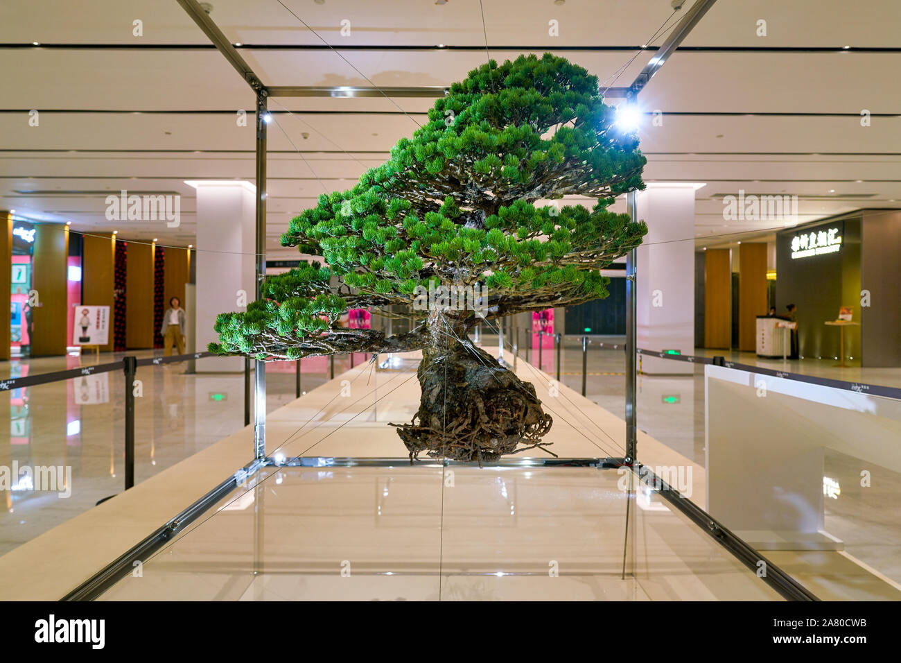 SHENZHEN, CHINA - APRIL 15, 2019: a green bush on display at MixC ...