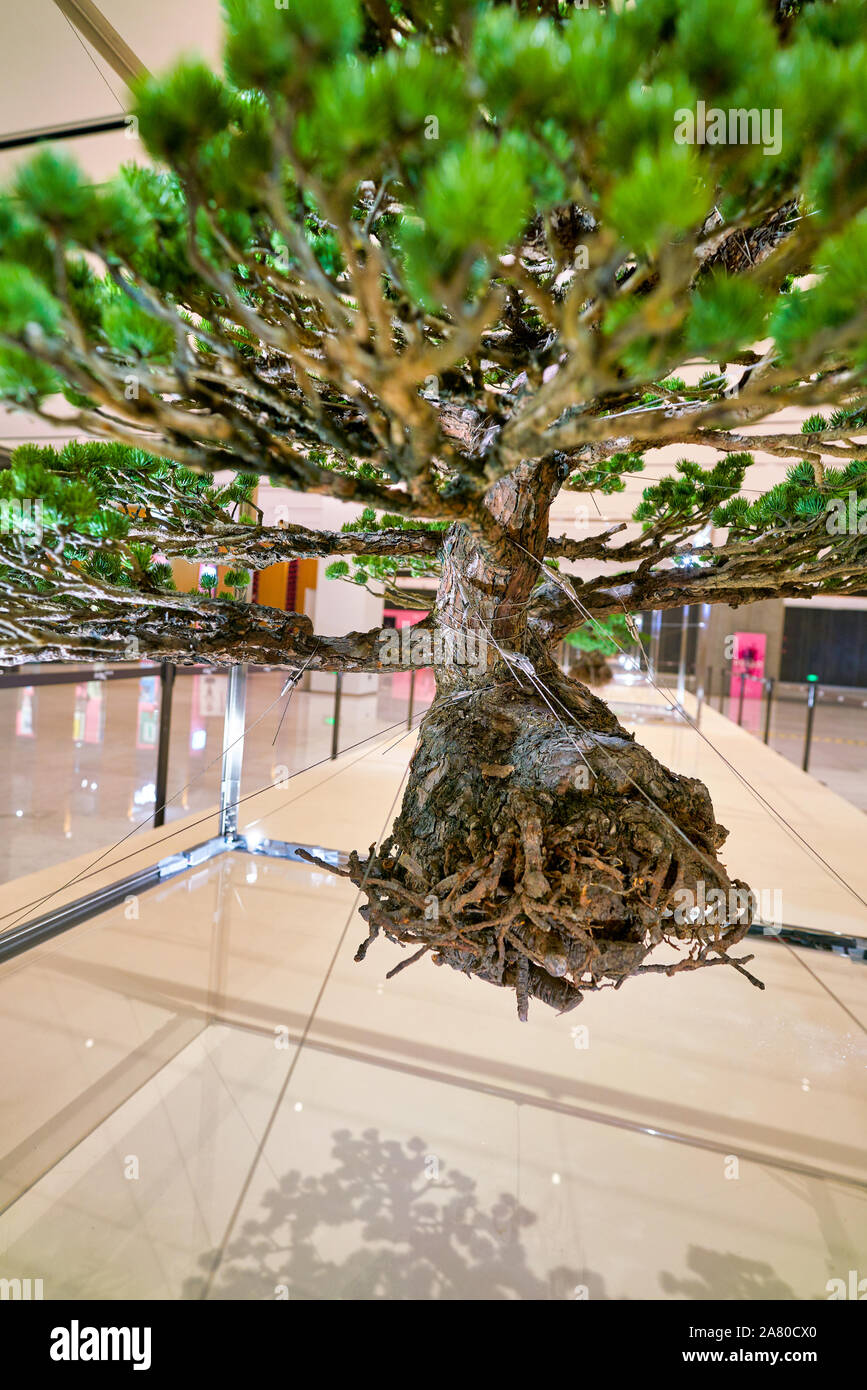 SHENZHEN, CHINA - APRIL 15, 2019: a green bush on display at MixC ...