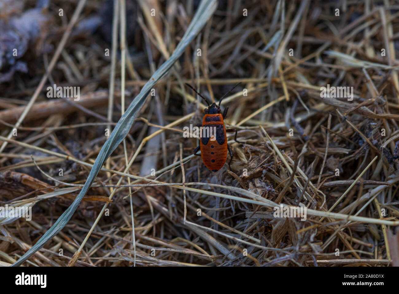 Pyrrhocoris apterus, European firebug Larva Stock Photo - Alamy