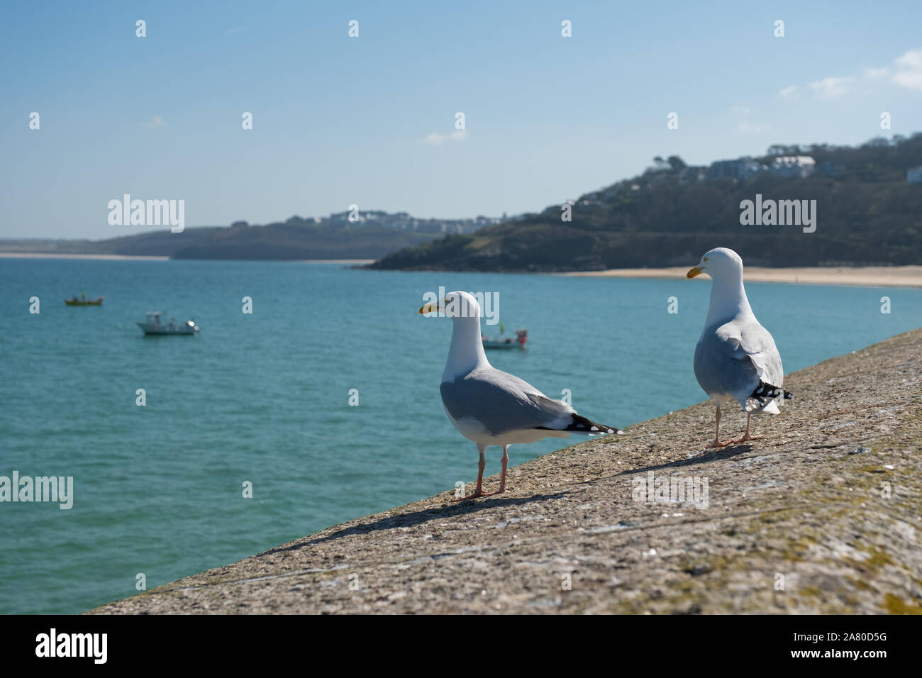 St ives sea birds hi-res stock photography and images - Alamy