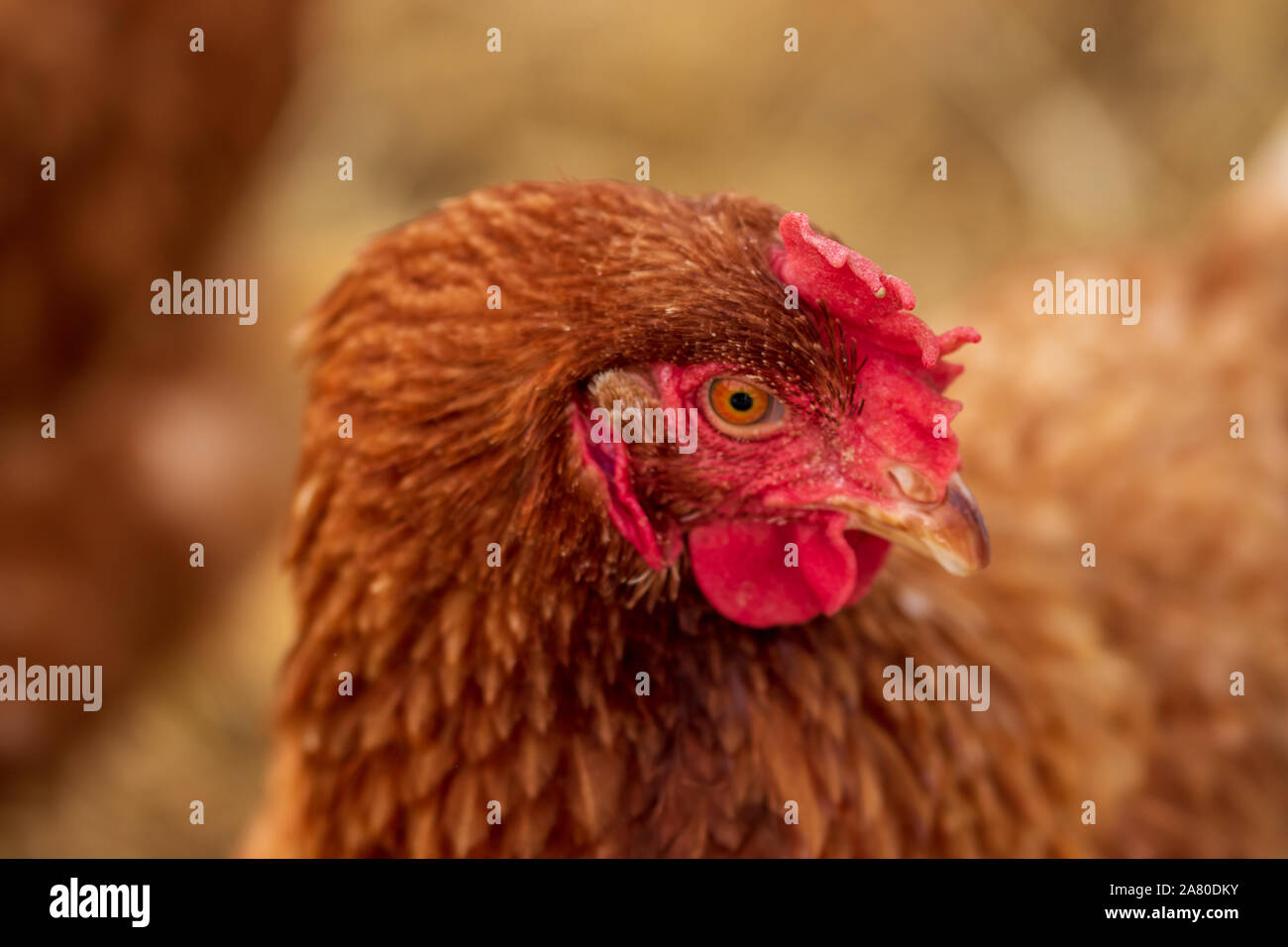 Chicken head hi-res stock photography and images - Alamy