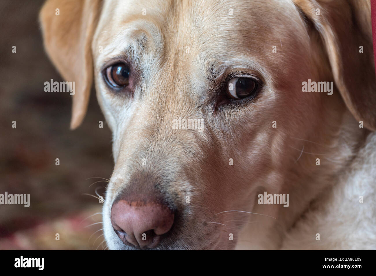 Labrador lying down hi-res stock photography and images - Alamy