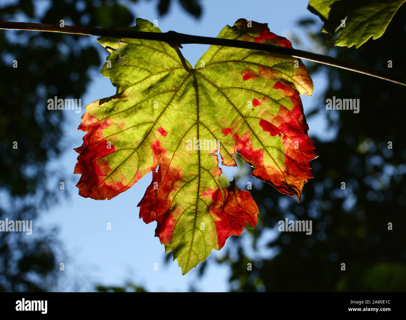 colors of vine leaves in autumn Stock Photo - Alamy