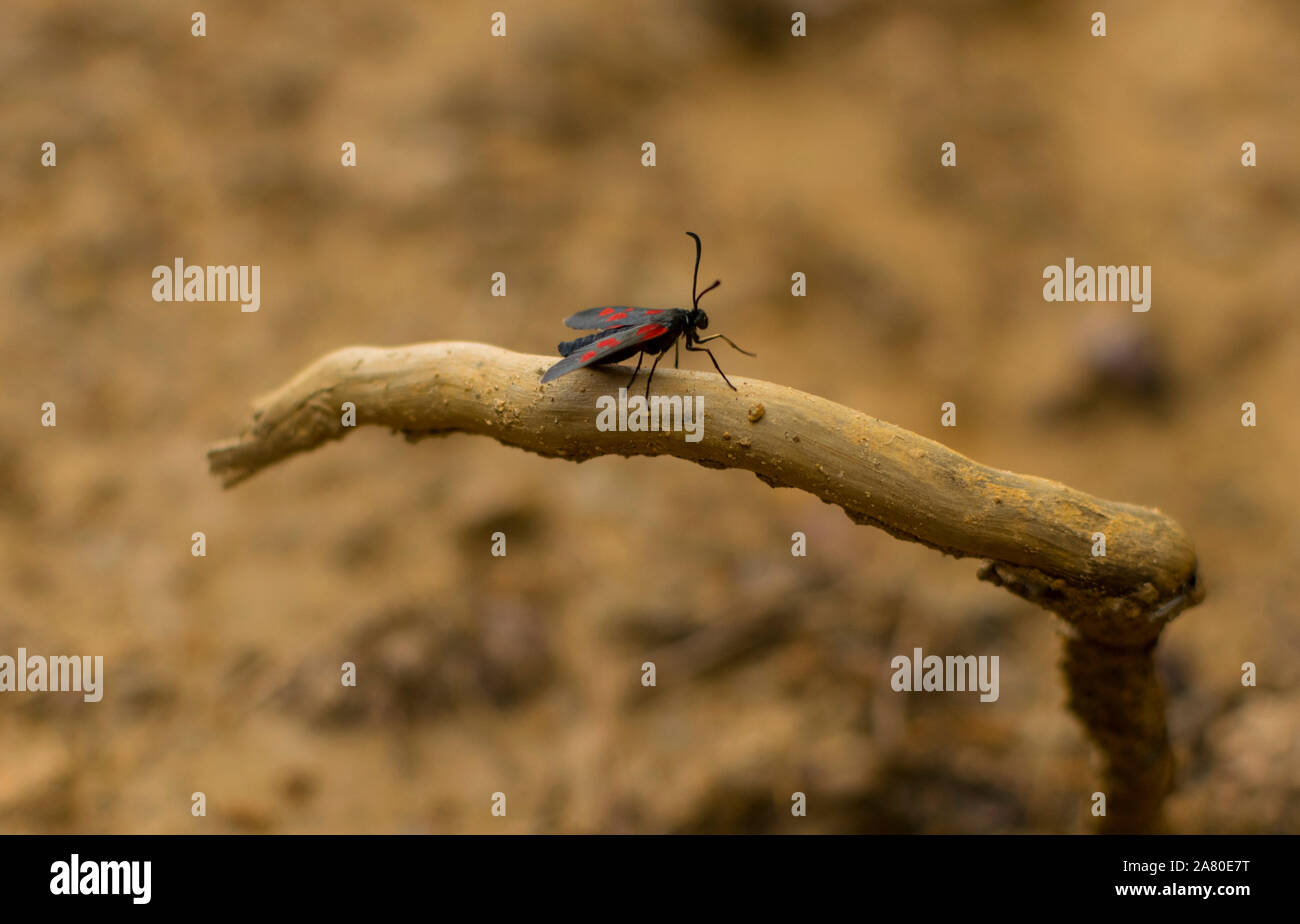 Little red and black insect on branch . Selective focus and macro ...