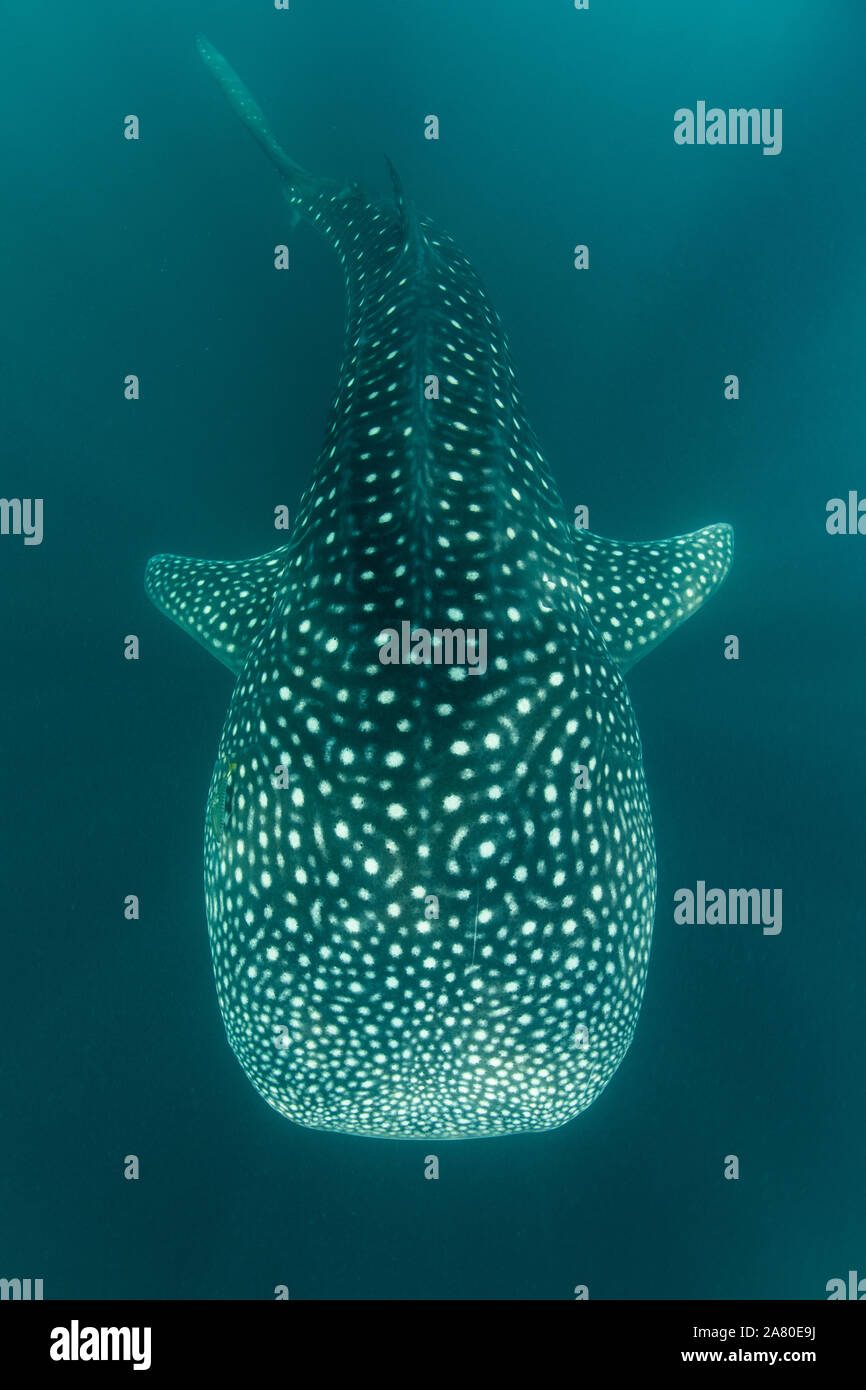A huge whale shark, Rhincodon typus, slowly swims underwater in ...