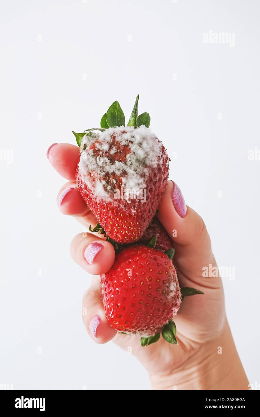 Moldy strawberry isolated on white hi-res stock photography and images ...