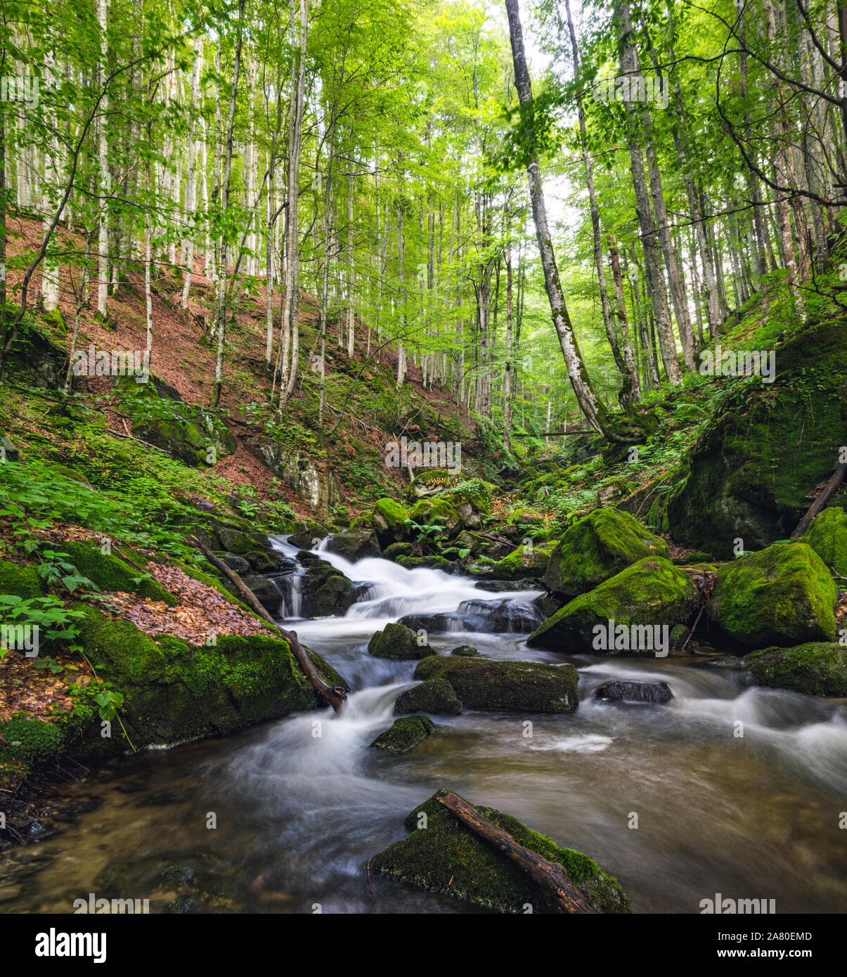 Landscape of beautiful clean mountain river deep in the forest Stock ...
