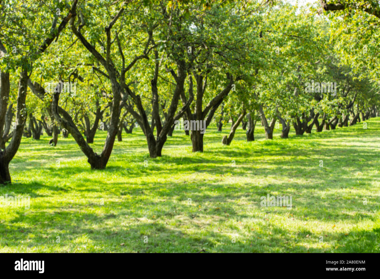 Farm orchard, apple backdrop background. Natural park of fruit trees ...