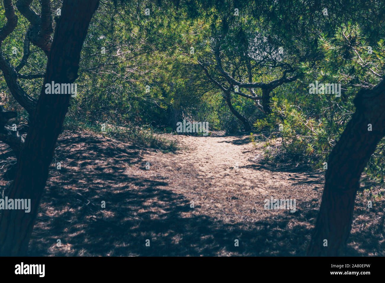 Cedar hill greece hi-res stock photography and images - Alamy