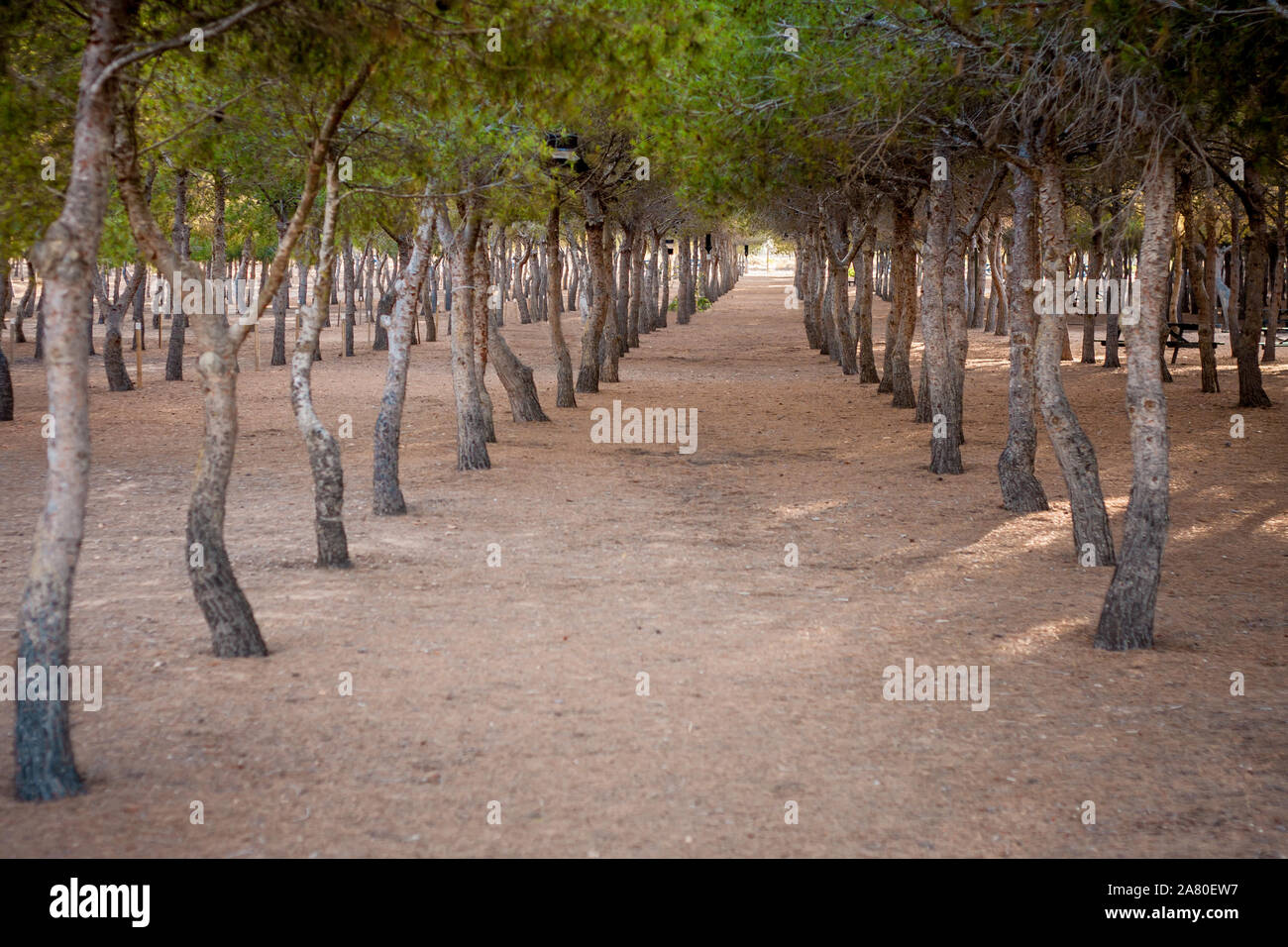 nursery of Mediterranean trees Stock Photo - Alamy