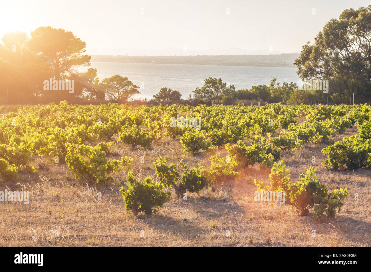 early morning on a grape farm - the first rays of the sun shine on the ...