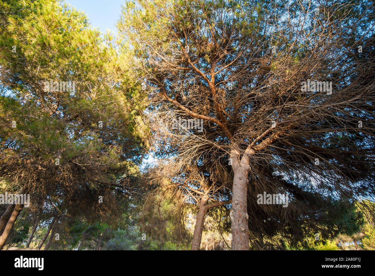 Mediterranean nature - trees and shrubs Stock Photo - Alamy
