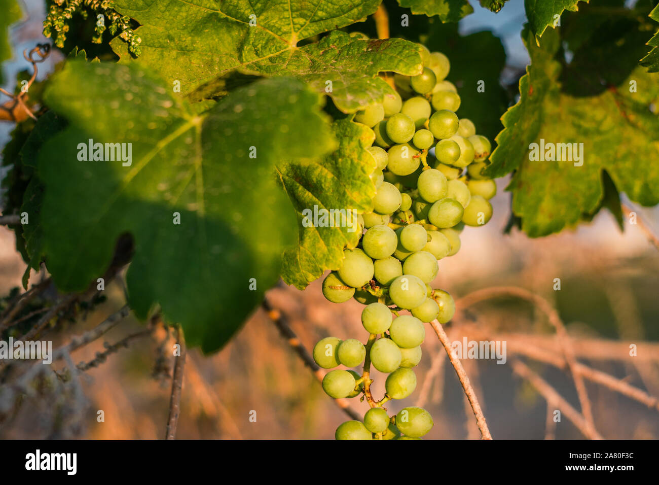 Ripes hi-res stock photography and images - Alamy