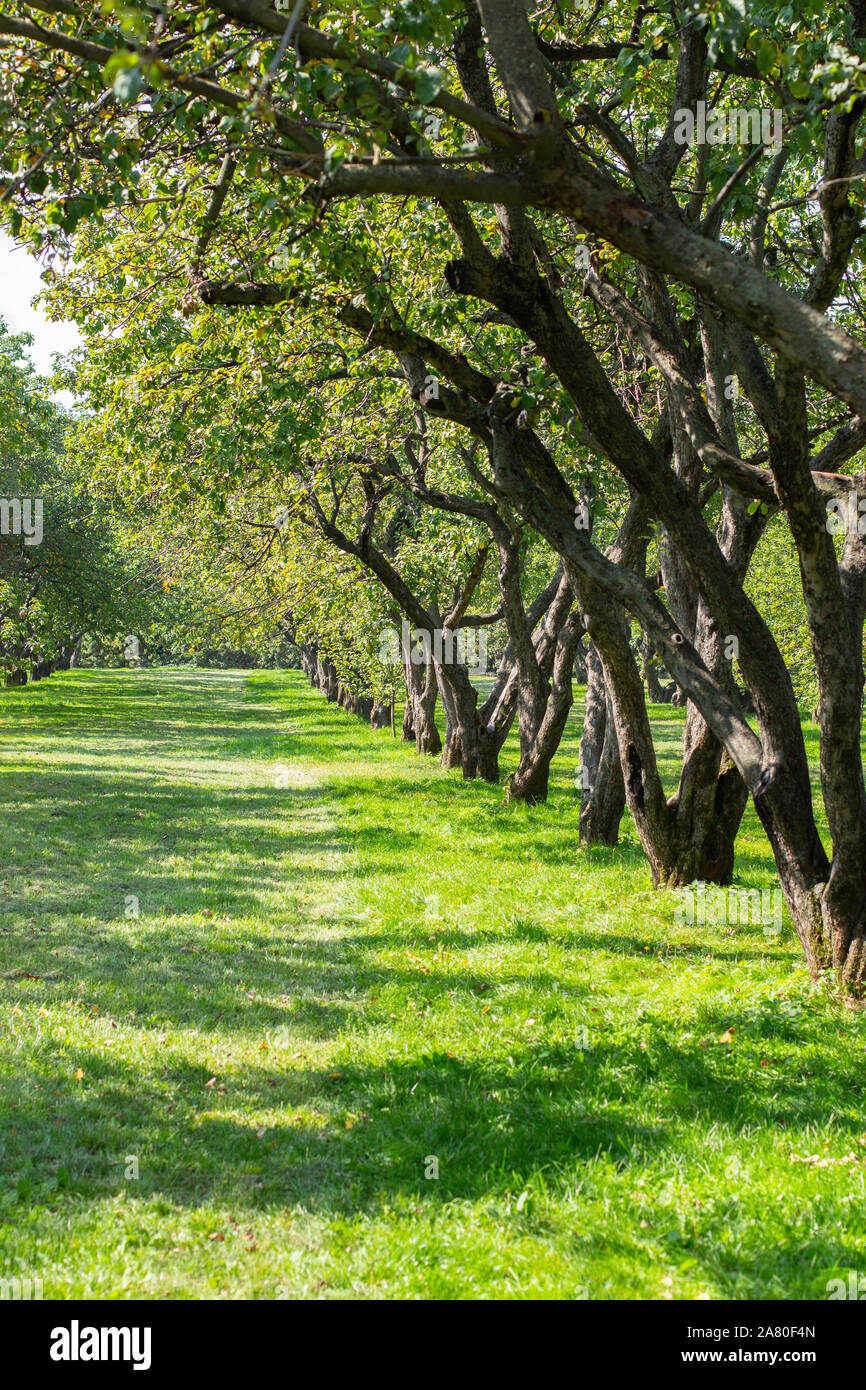 Orchard, apple trees planted in even rows, city garden, background ...