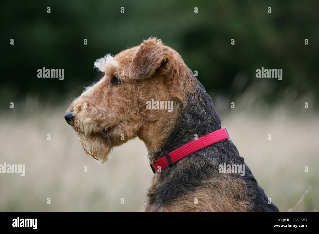 Airedale In Profile High Resolution Stock Photography and Images - Alamy