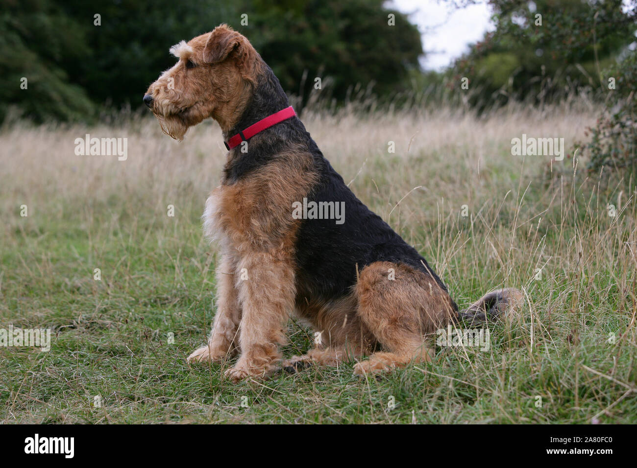 Airedale In Profile High Resolution Stock Photography and Images - Alamy