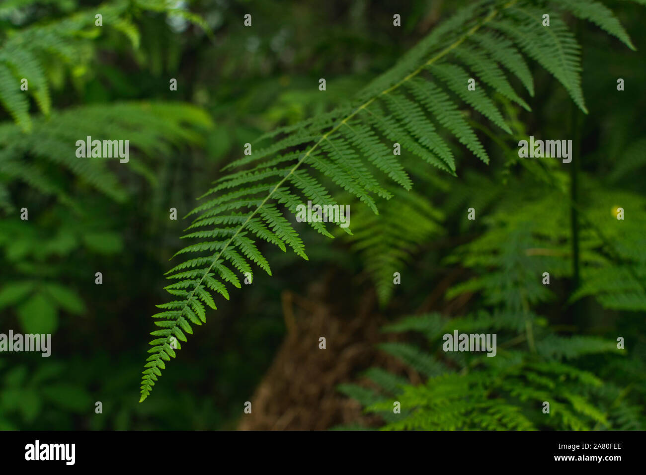 Beautiful bush fern in the forest. Background Texture Stock Photo - Alamy
