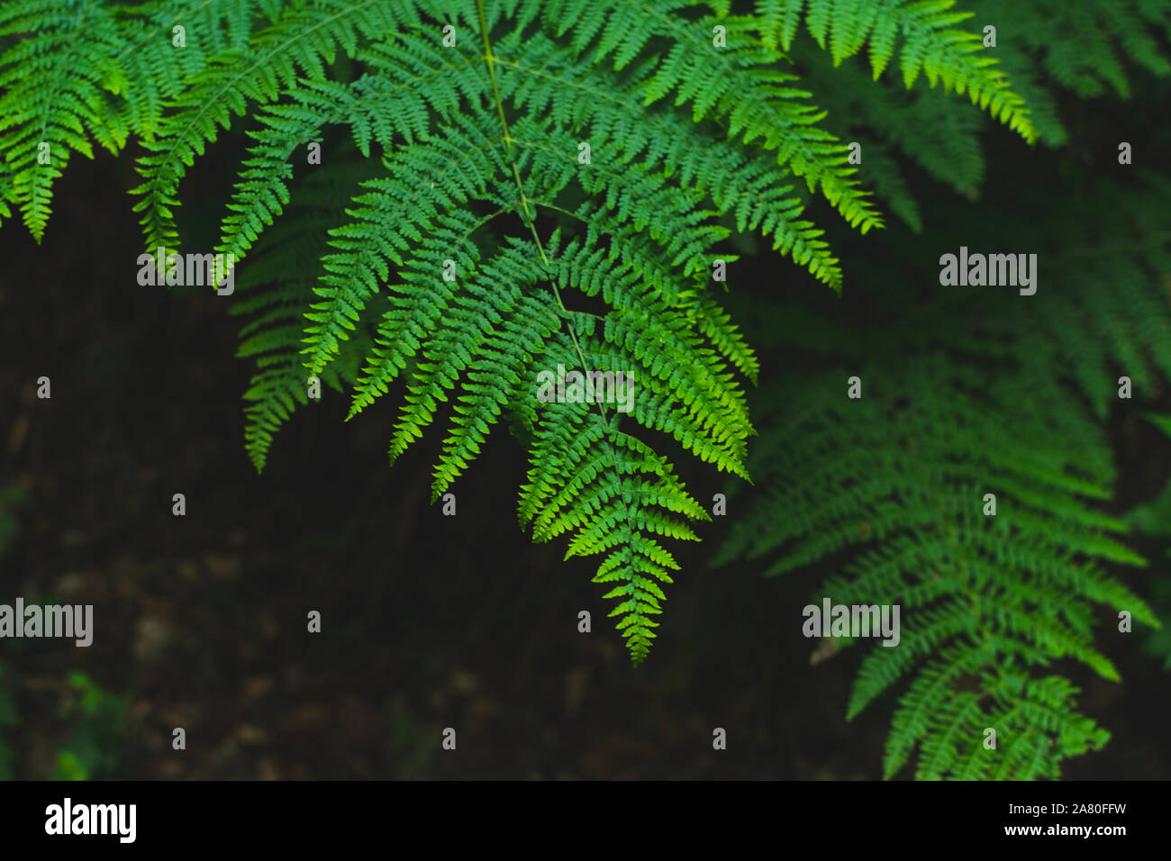 Beautiful bush fern in the forest. Background Texture Stock Photo - Alamy