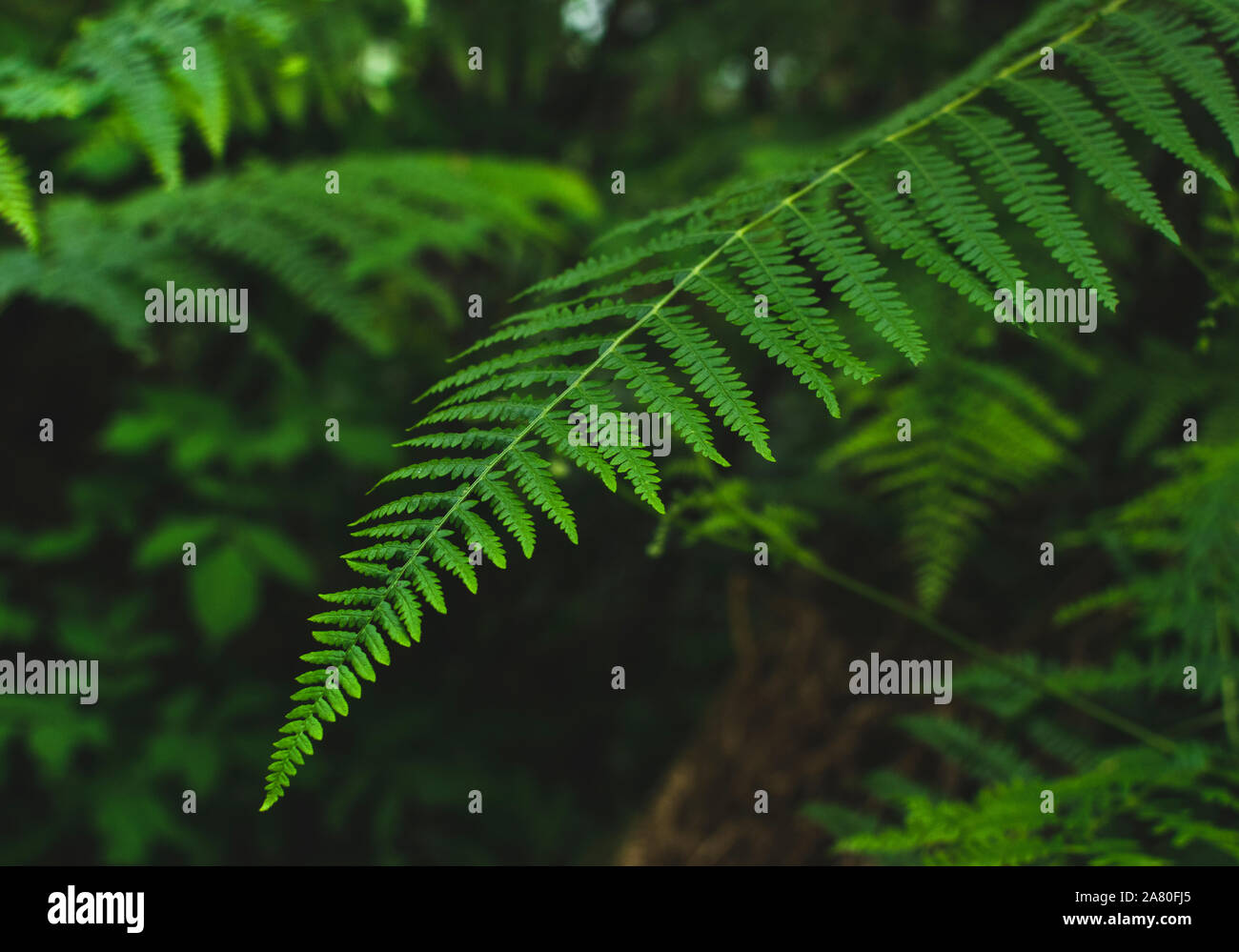 Beautiful bush fern in the forest. Background Texture Stock Photo - Alamy