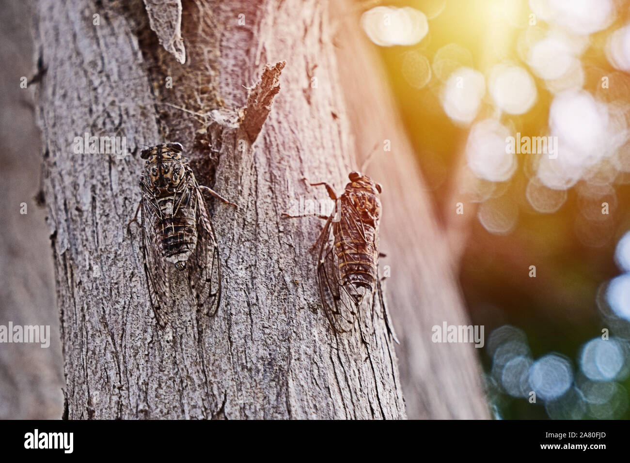 Cicadas male hi-res stock photography and images - Alamy