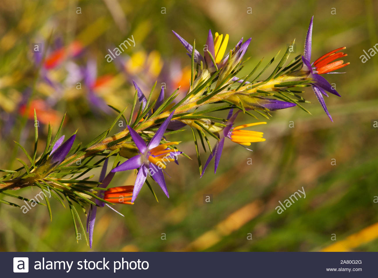 Australian Lily High Resolution Stock Photography and Images - Alamy