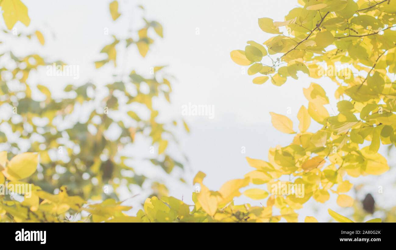 Vector autumn leaves frame hi-res stock photography and images - Alamy