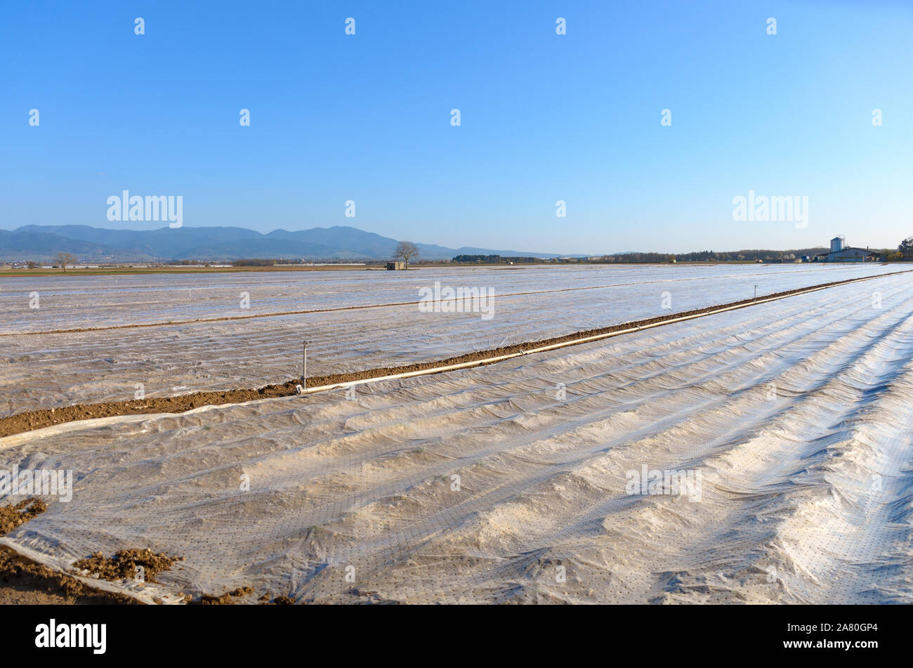 Plastic Crop Covering Stock Photos & Plastic Crop Covering Stock Images ...