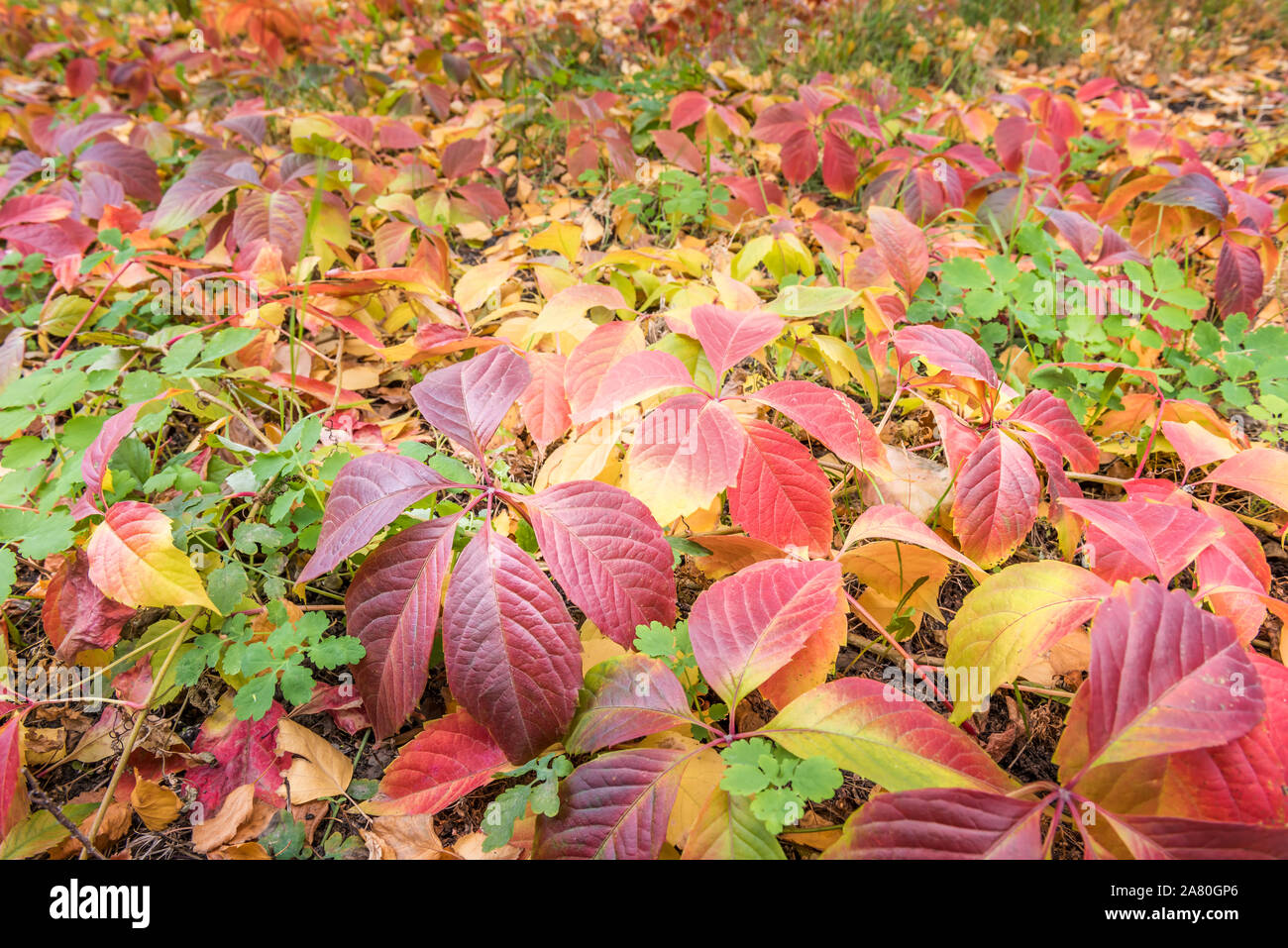 Colorful autumn season background with mix of natural leaves, both ...