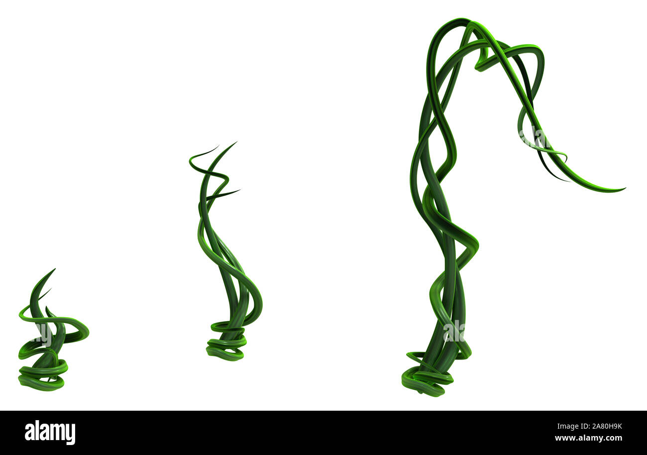 Plant vines green twisting growth progression single, 3d illustration ...