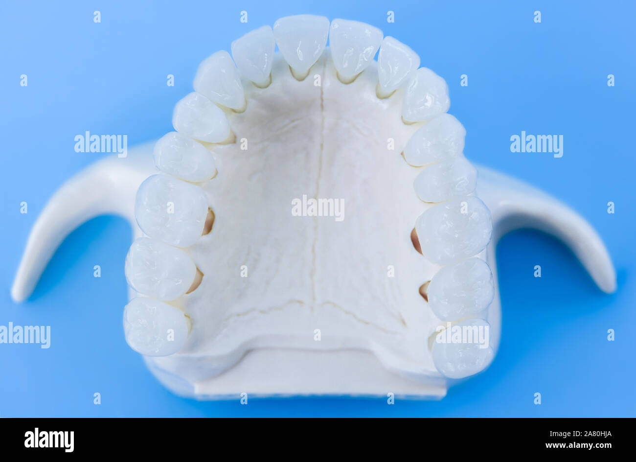Upper human jaw with teeth anatomy model medical illustration isolated ...