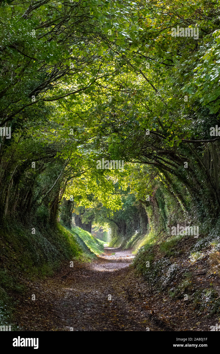 Tree Tunnel England High Resolution Stock Photography and Images - Alamy