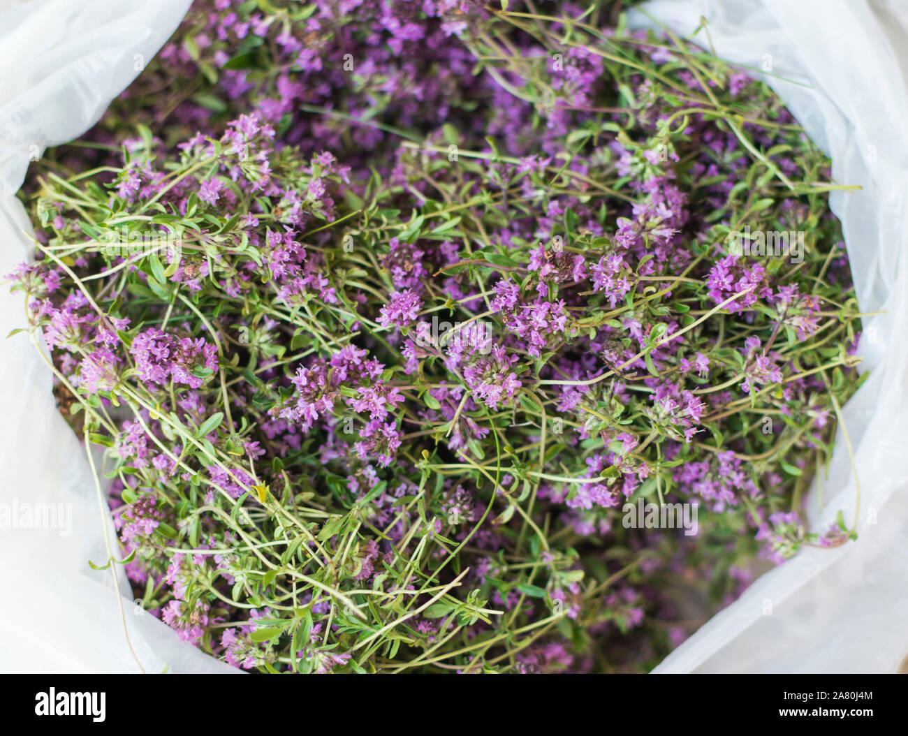 Fresh , mountain thyme in plastic bag Stock Photo - Alamy