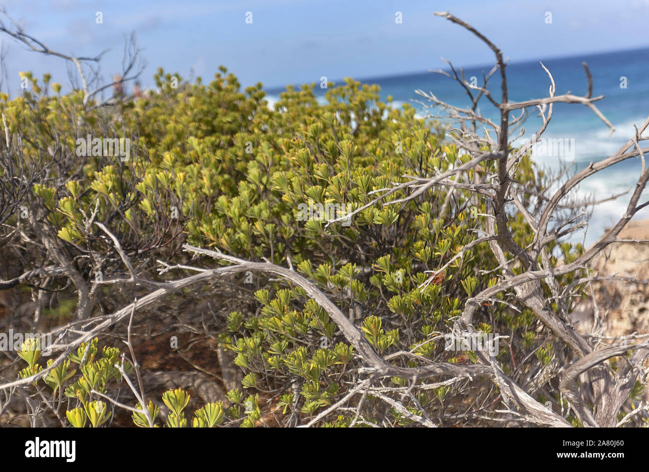 Detail of coastal vegetation Stock Photo - Alamy