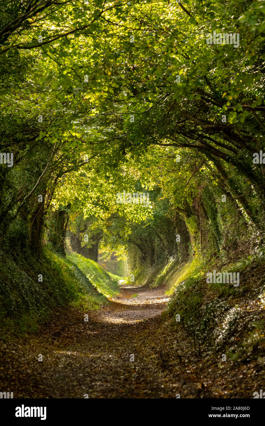 Halnaker tree tunnel near Chichester in West Sussex UK, with sunlight ...