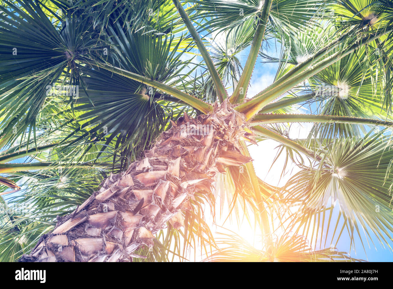 Perspective view of palm trees Stock Photo - Alamy