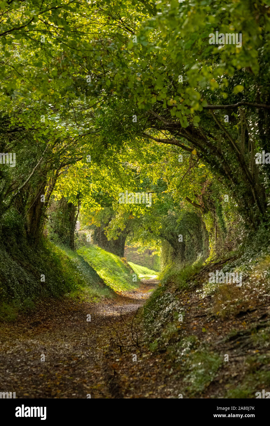 Halnaker tree tunnel near Chichester in West Sussex UK, with sunlight ...