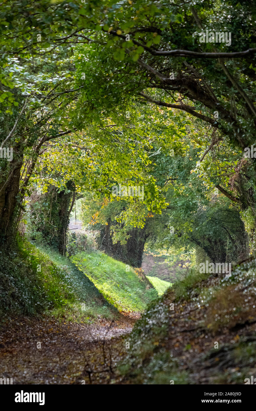 Halnaker tree tunnel near Chichester in West Sussex UK, with sunlight ...