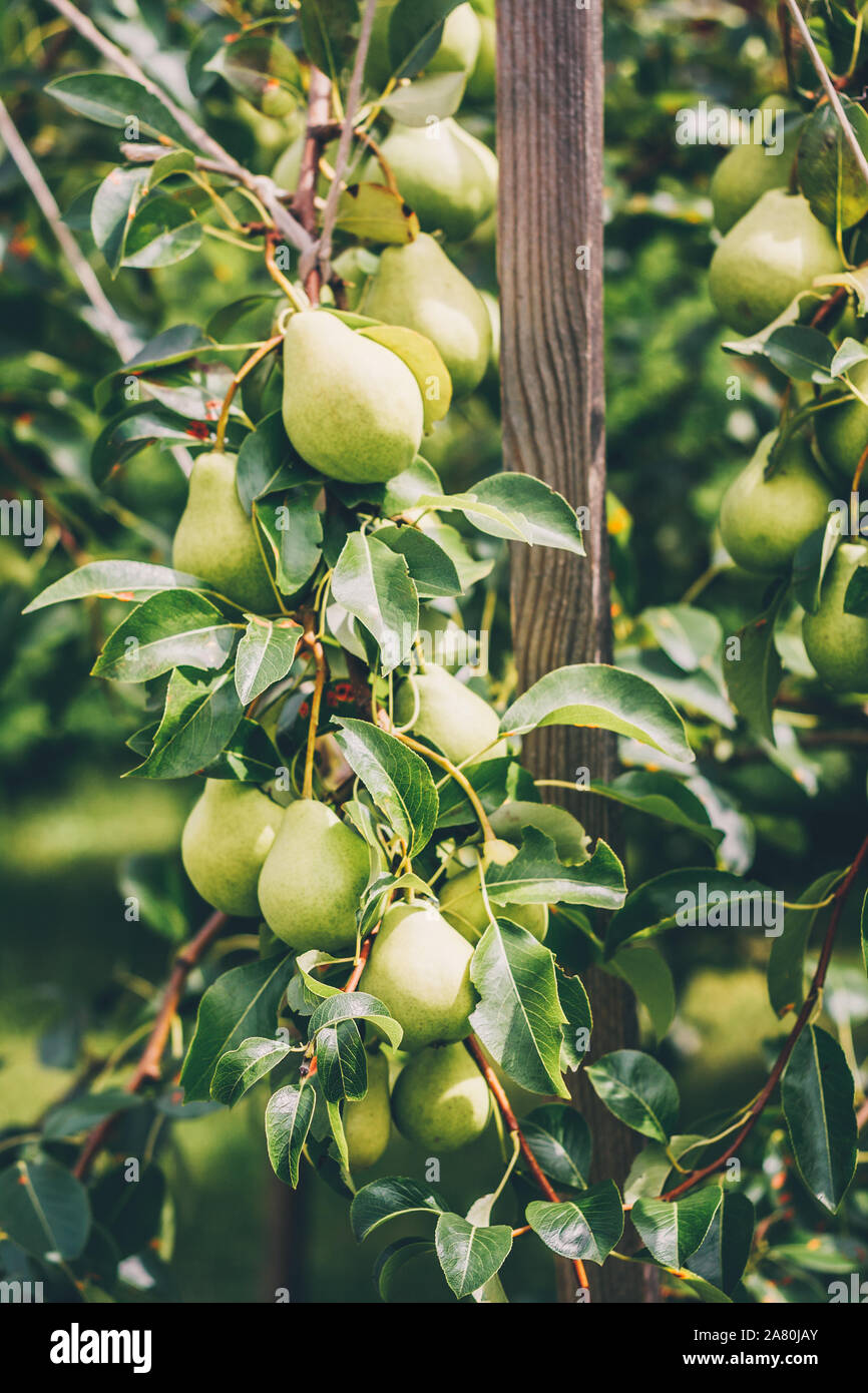 Agriculture and farming - orchard on the farm Stock Photo - Alamy