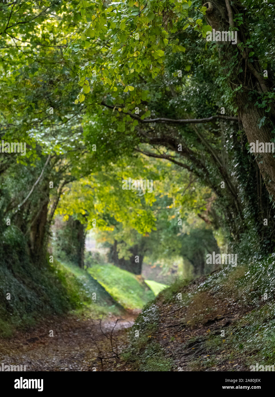 Halnaker tunnel trees in west hi-res stock photography and images - Alamy